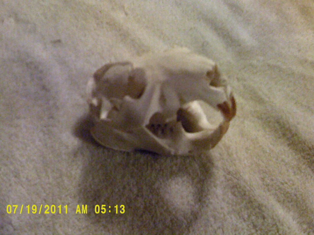 Beaver Skull Real Animal Bone Skeleton Taxidermy Head Teeth Parts - Etsy