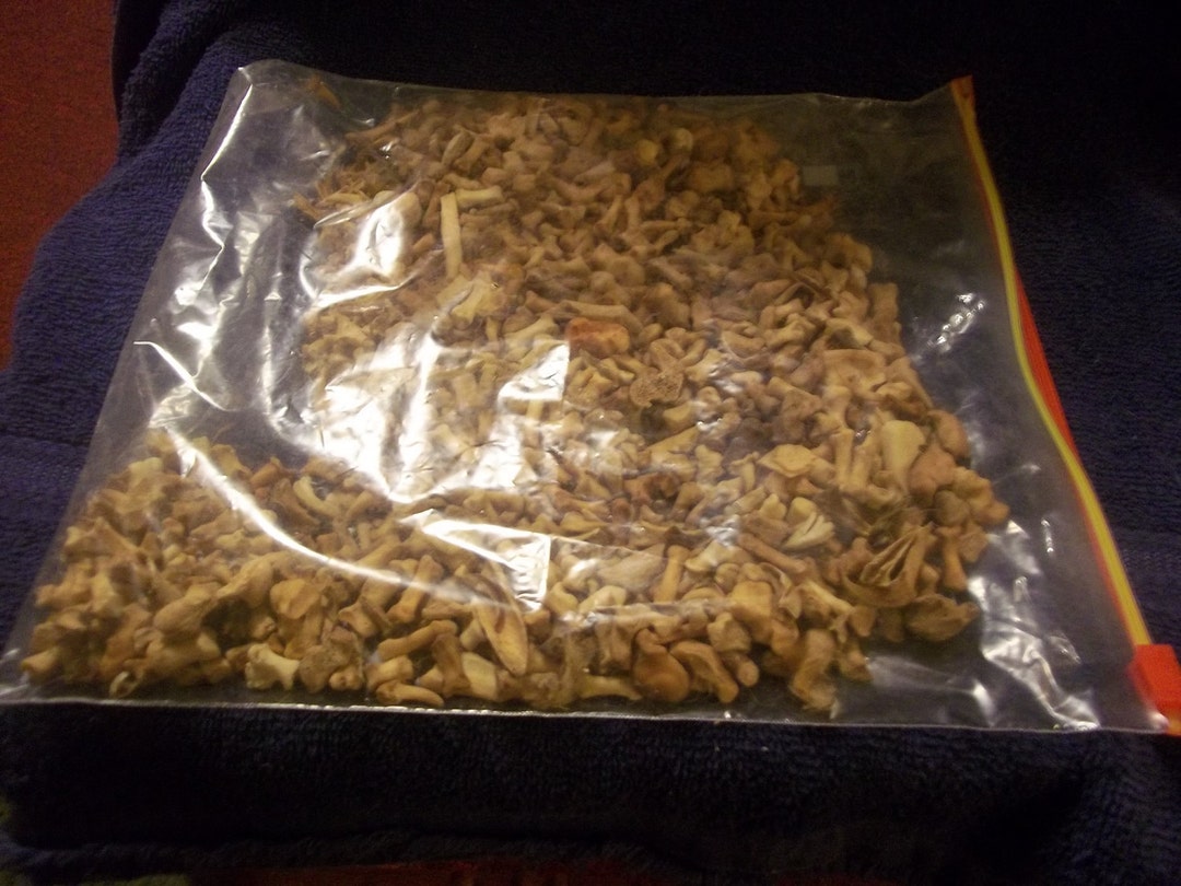 Bag of Bones Real Animal Taxidermy Bones and Claws Turtle Coyote ...