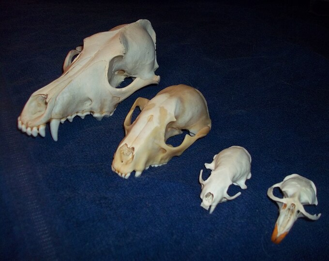 4 Real Animal Bone Skull Parts Taxidermy Craft Supply Coyote Raccoon ...