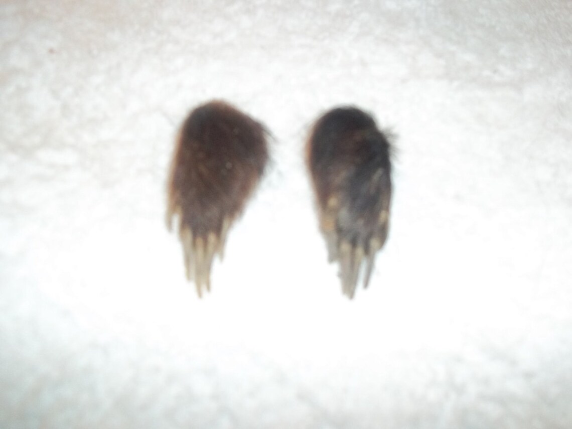 2 Skunk Feet Real Animal Bone Parts Weird Taxidermy Foot Craft - Etsy