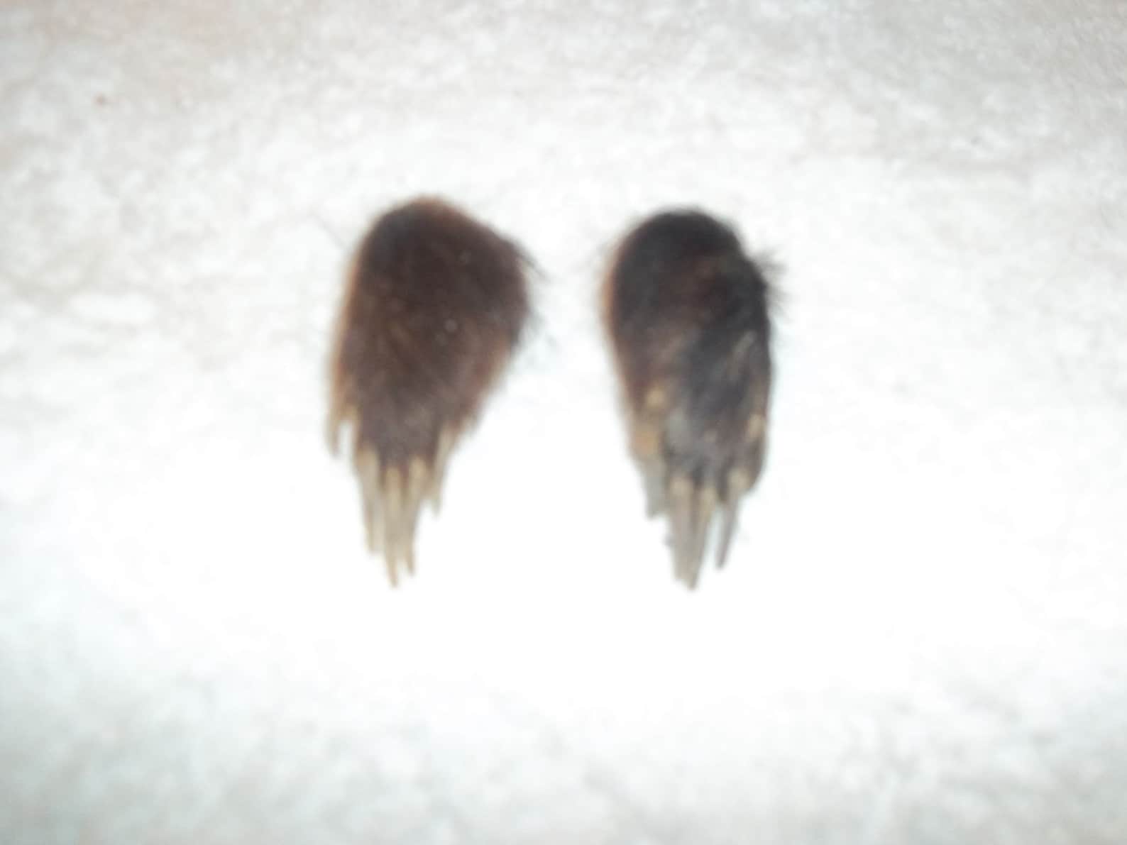 2 Skunk Feet Real Animal Bone Parts Weird Taxidermy Foot Craft - Etsy