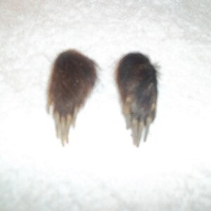 2 Skunk Feet Real Animal Bone Parts Weird Taxidermy Foot Craft Supplies ...