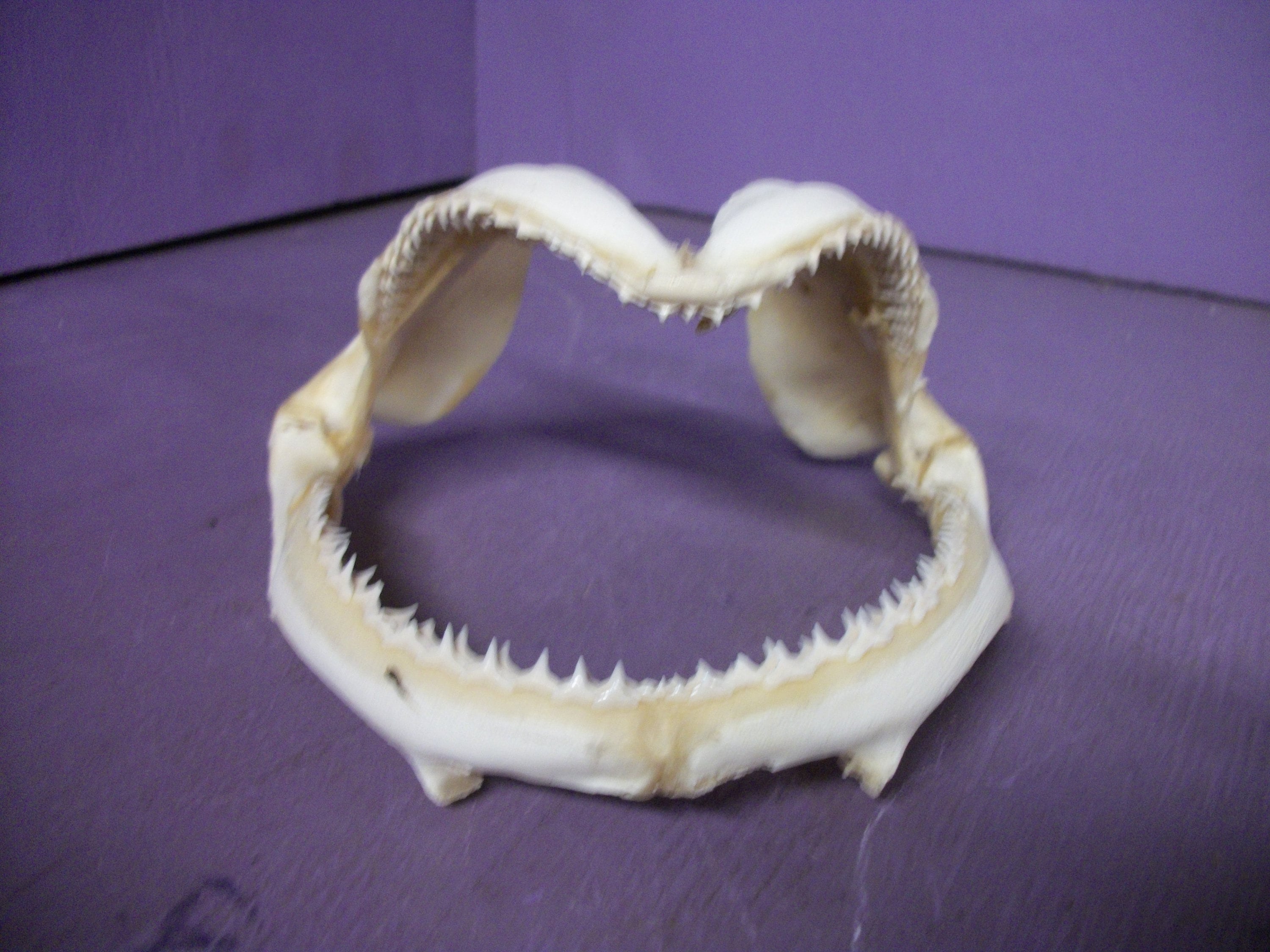 Real Animal Bone Shark Jaw Skull Part Ocean Life Aquatic Skull Teeth ...