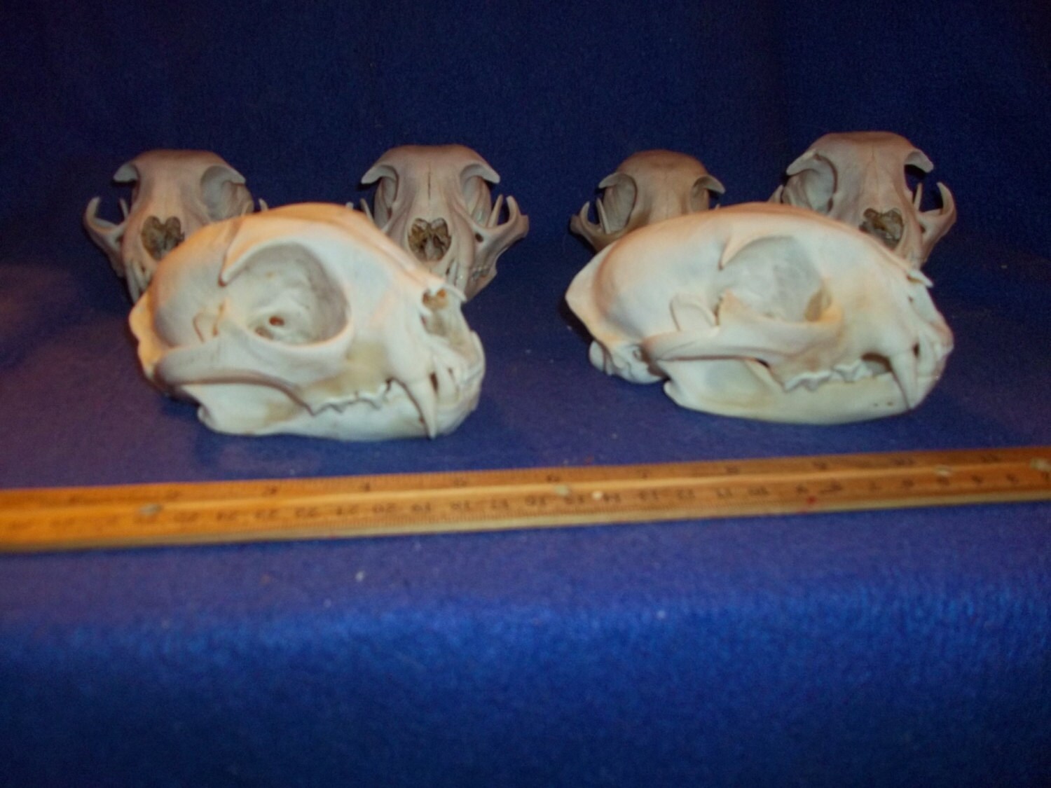 1 Real Animal Bone Bobcat Skull Parts Teeth Craft Good - Etsy