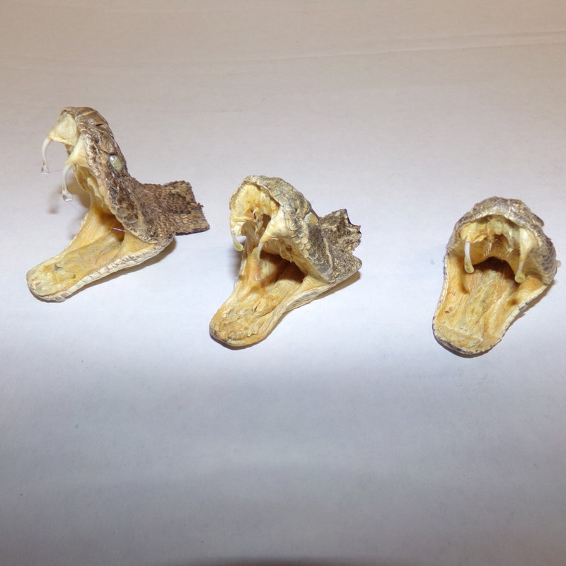 Snake Fangs - Etsy