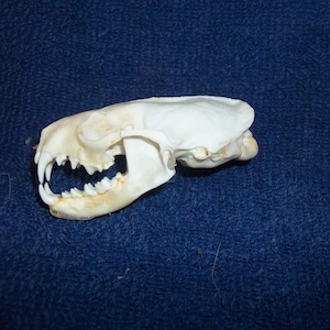 Real Animal Bone Mink Skull Part Man Cave Weird Teeth Jaws Skeleton ...