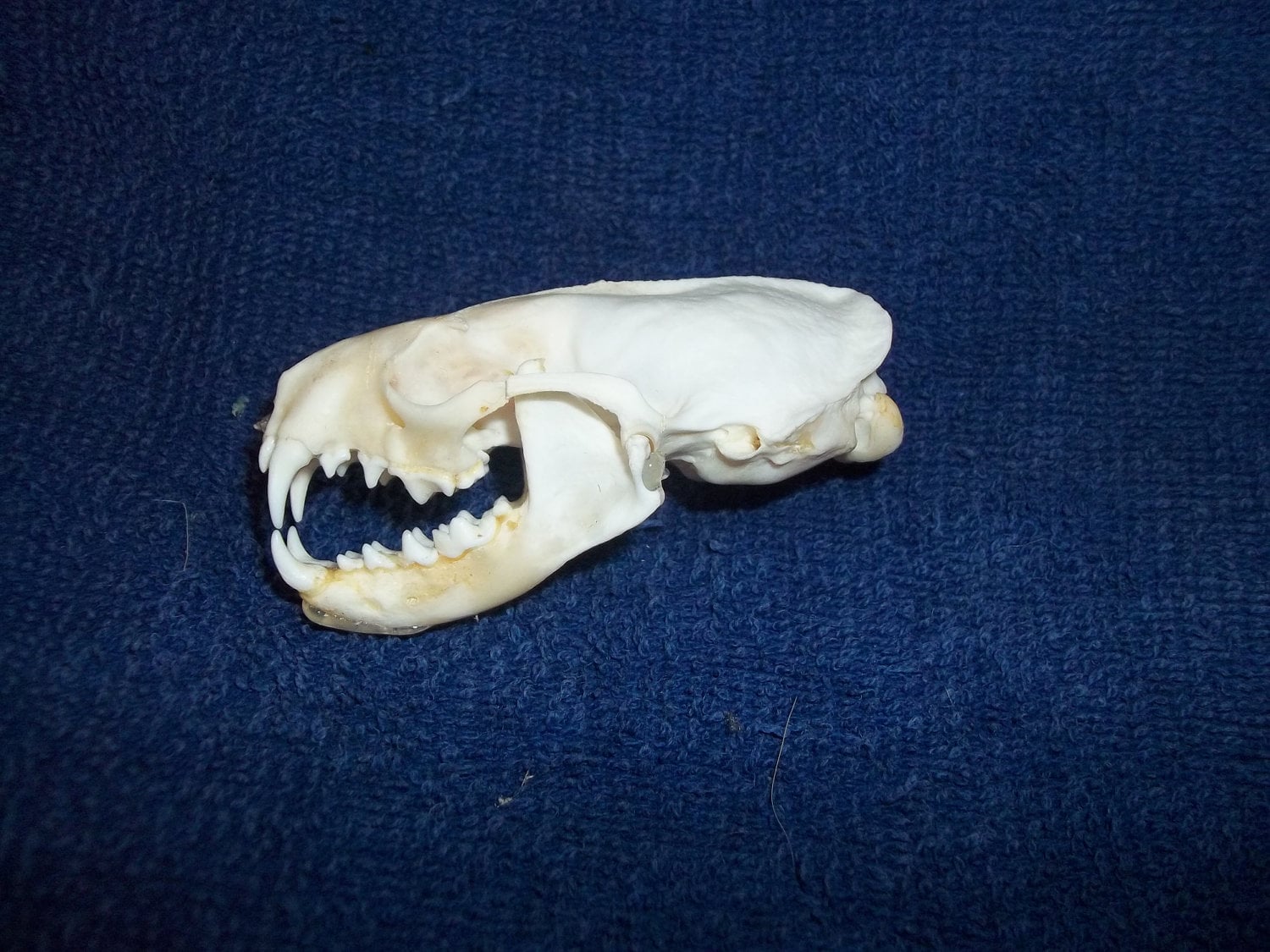 Real Animal Bone Mink Skull Part Man Cave Weird Teeth Jaws - Etsy