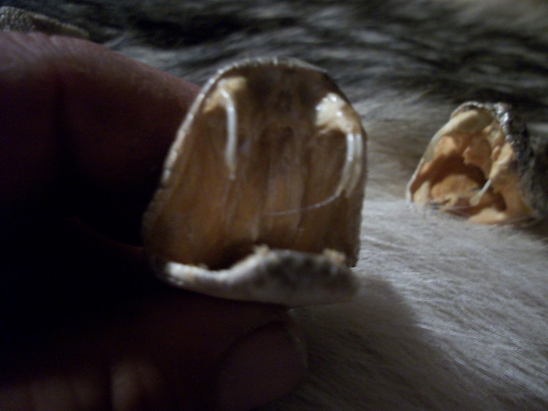 1 Real Animal Taxidermy Stuffed Rattle Snake Head Skull Mount Reptile ...