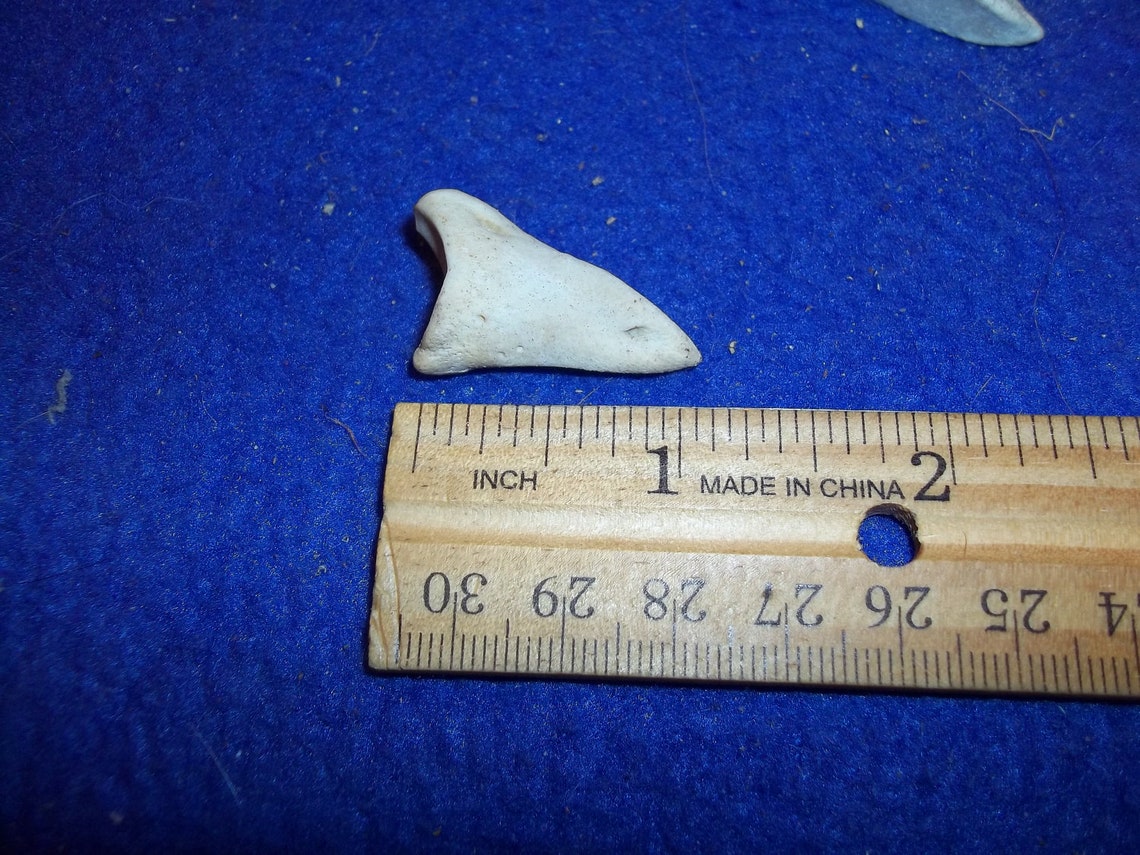 10 Deer Hoof Core Bones Real Animal Skeleton Taxidermy Parts - Etsy