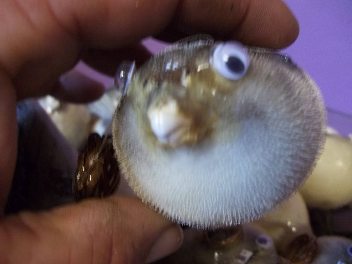 2 Parrot Puffer Blow Fish Real Animal Taxidermy Part Marine | Etsy