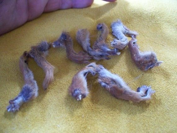 2 Pine Squirrel Feet Real Animal Bone Taxidermy Weird Craft - Etsy