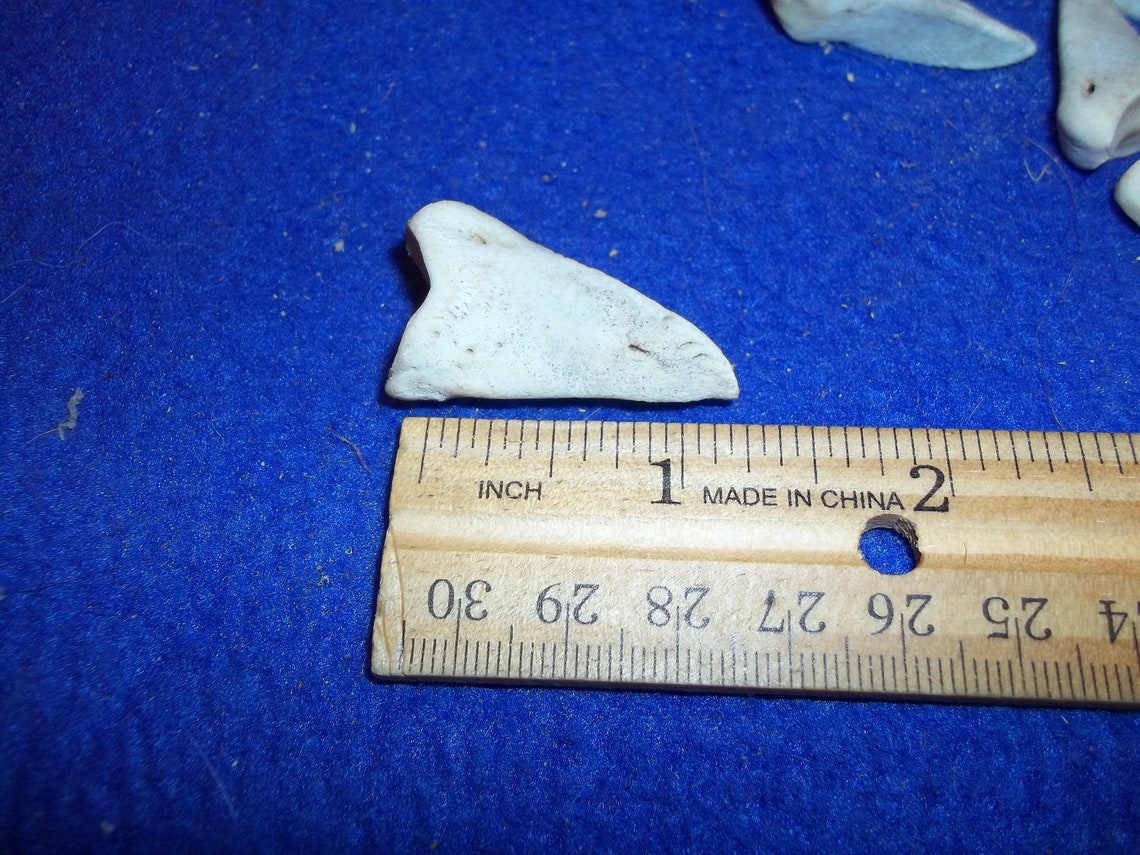 10 Deer Hoof Core Bones Real Animal Skeleton Taxidermy Parts | Etsy