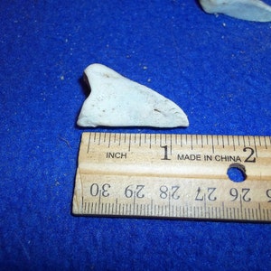 10 Deer Hoof Core Bones Real Animal Skeleton Taxidermy Parts - Etsy