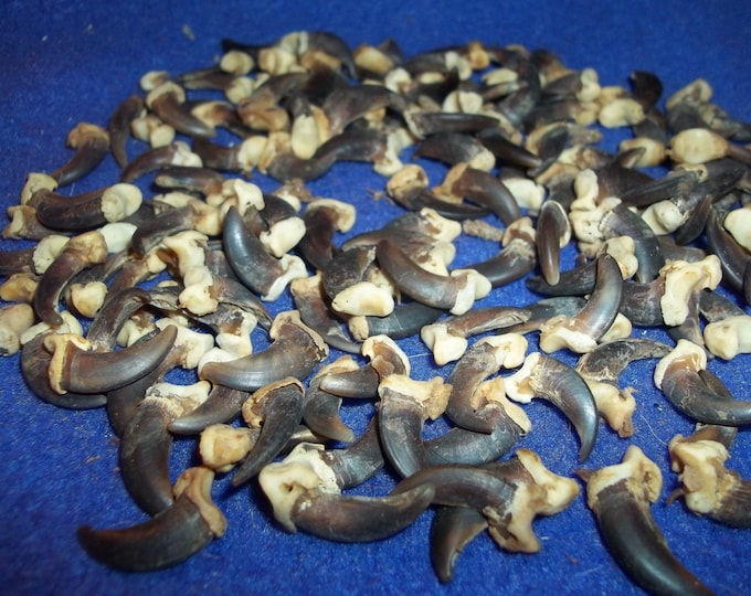 25 Real Coyote Claws Foot Animal Bone Taxidermy Body Parts - Etsy