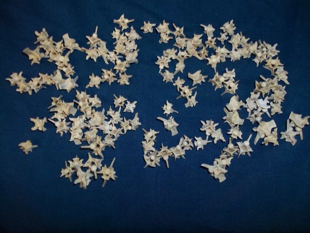 10 Med Real Animal Back Bone Rattle Snake Vertebra Skeleton Part Craft ...