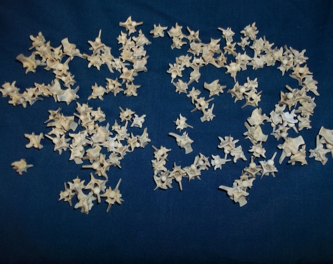 10 Med Real Animal Back Bone Rattle Snake Vertebra Skeleton Part Craft ...