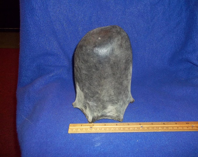 Real Bull Scrotum Bag Animal Part Taxidermy Nut Sack - Etsy