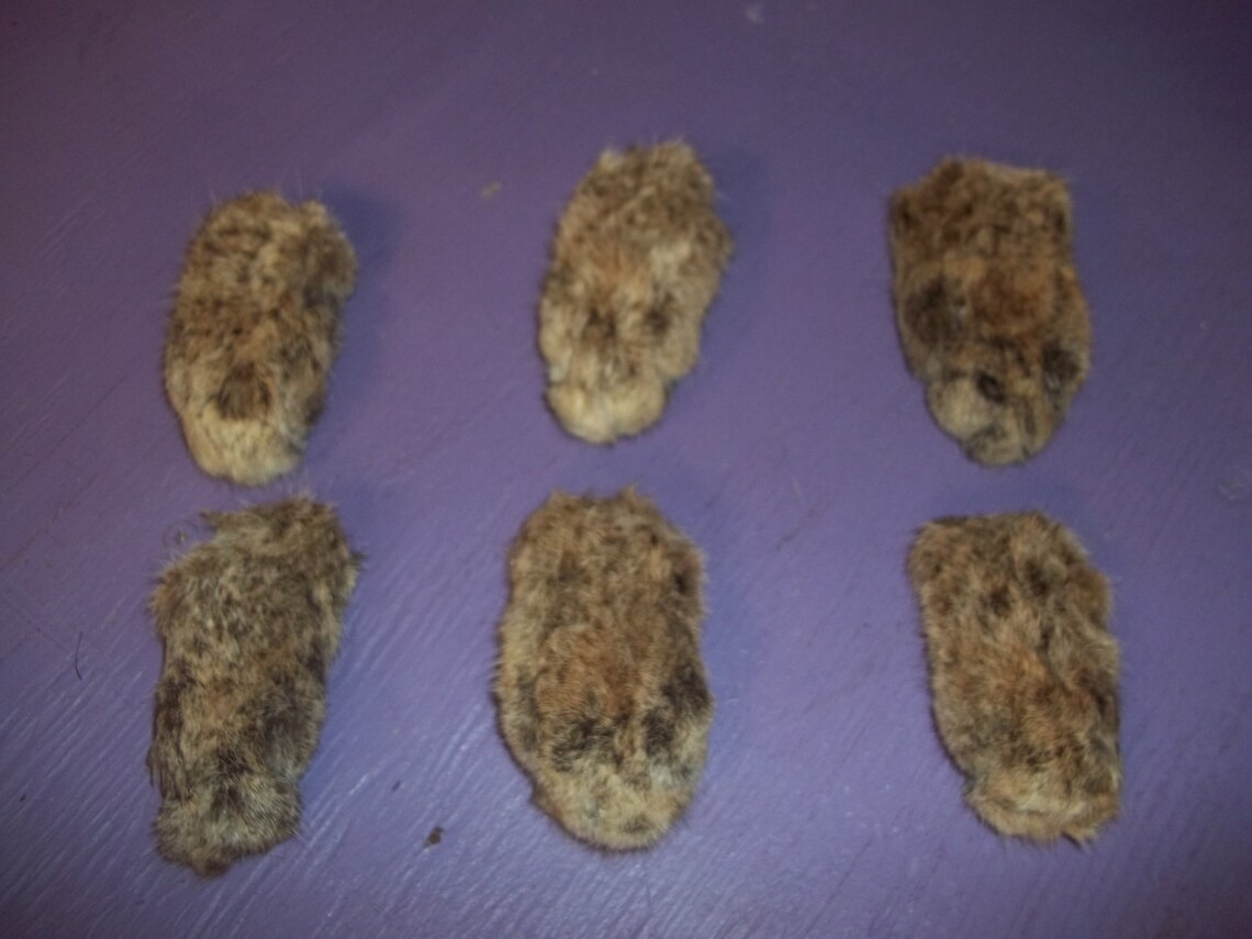 2 Bobcat Feet Real Animal Bone Taxidermy Weird Craft Parts - Etsy