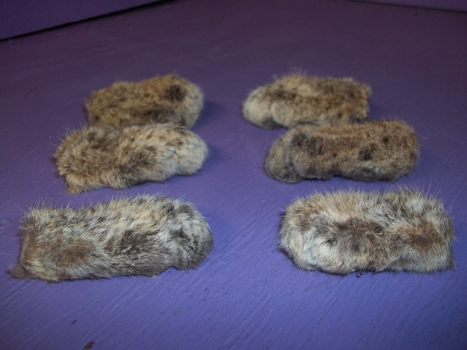 2 Bobcat Feet Real Animal Bone Taxidermy Weird Craft Parts Claws Paws ...