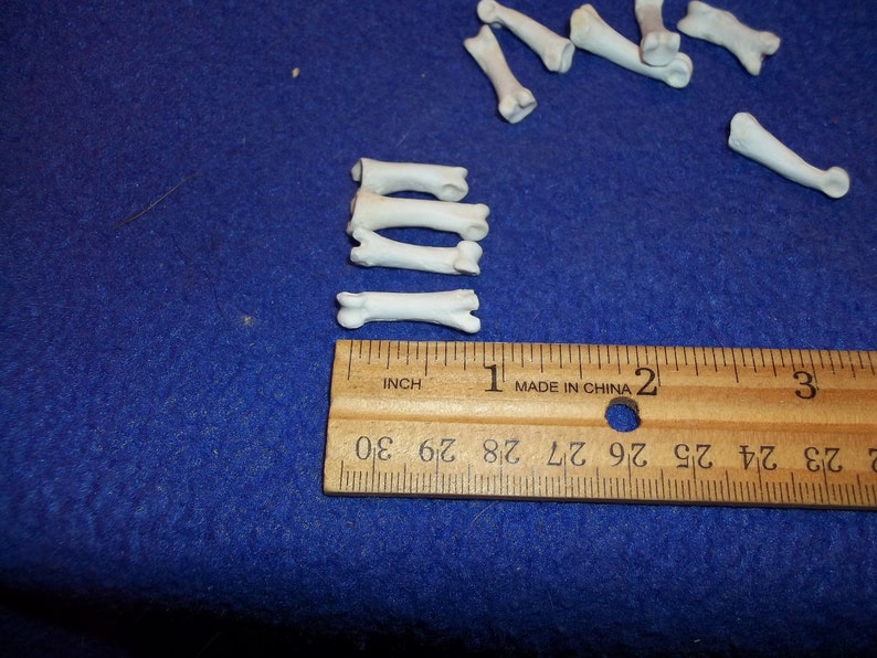 50 Real Animal Bone Coyote Toe Knuckle Foot Bones Parts - Etsy