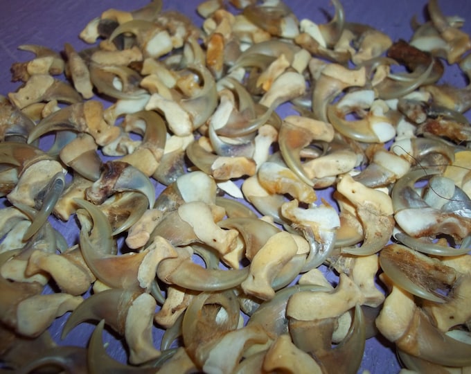 50 Bobcat Claws Real Animal Bone Parts Taxidermy Weird Leg Foot Paw ...