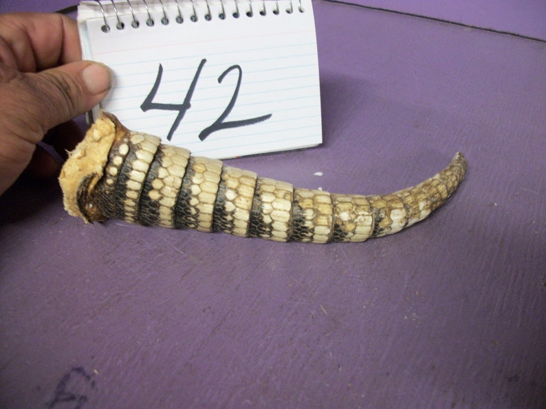 Armadillo Real Animal Taxidermy Tail Part Weird Skin Shell Craft Supply ...