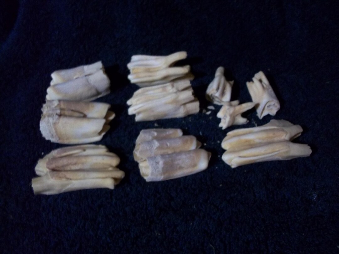 7 Buffalo Bison 3 Deer Duck Doe Molar Teeth. Real Animal Bone Taxidermy ...