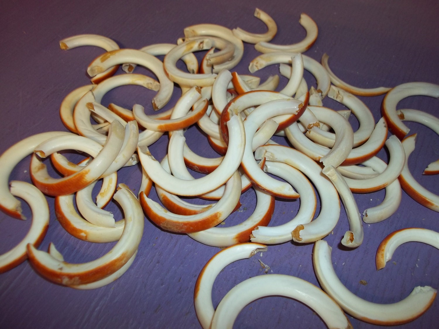 10 Real Animal Bone Beaver Teeth Taxidermy Skull Head Skeleton Parts - Etsy