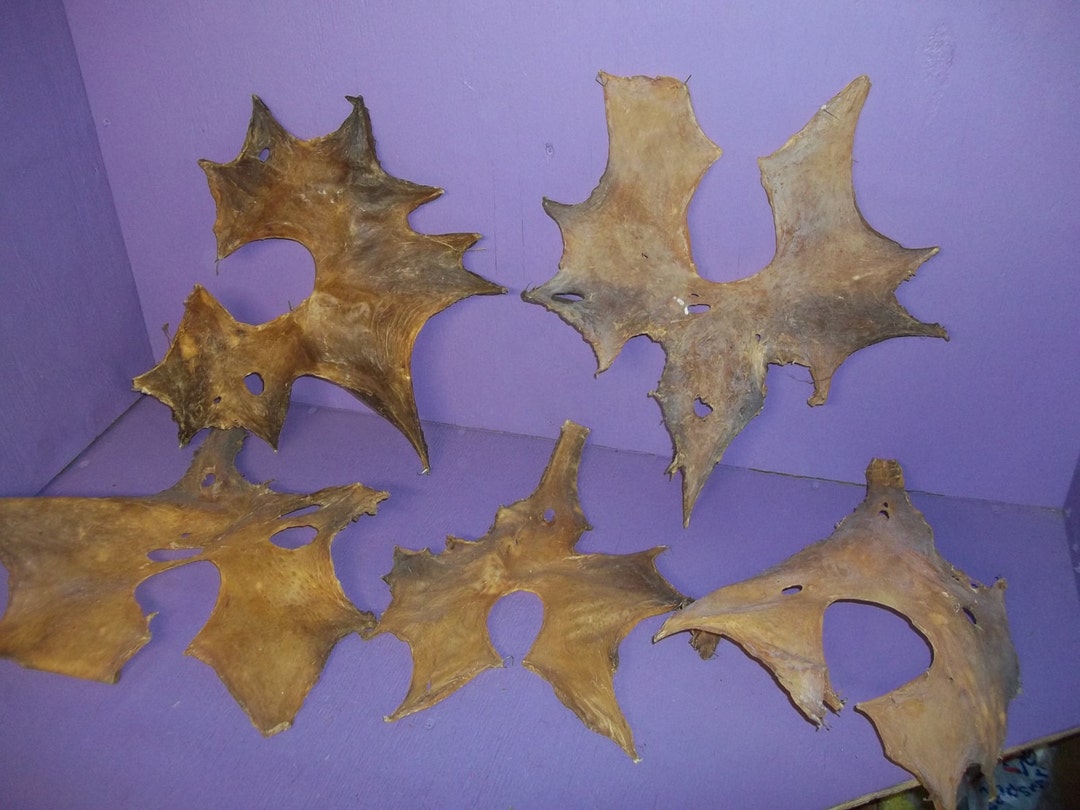 Real Animal Leather Rawhide Snapping Skin Hide Taxidermy Supply ...
