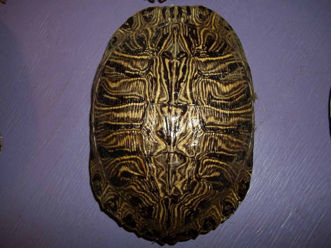 1 Real Animal Red Ear Slider Turtle Shell Part Bone Armor Water ...