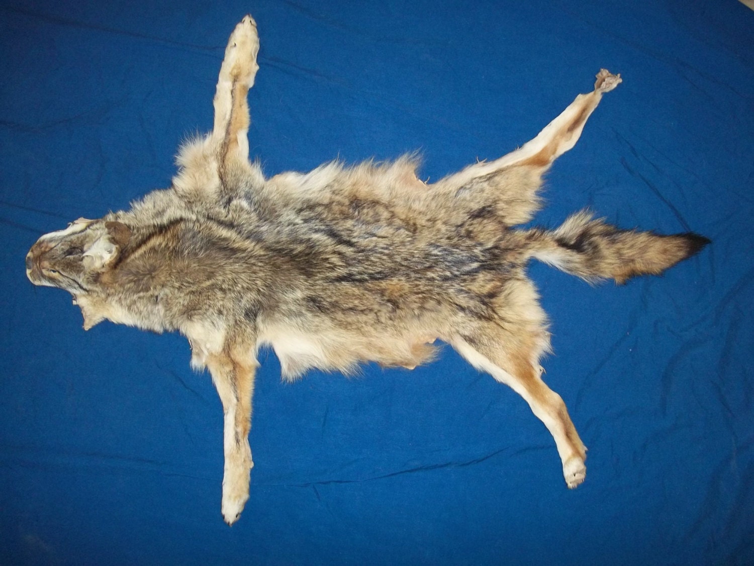 Real tanned Coyote fur hide pelt paw feet real animal skin taxidermy ...