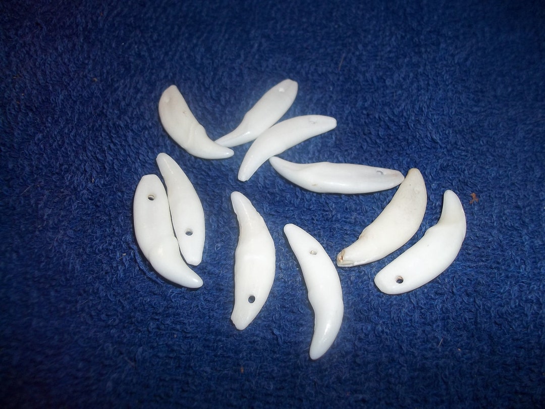 10 Drilled Real Animal Bone Coyote K-9 Fang Teeth Taxidermy Skull Head ...