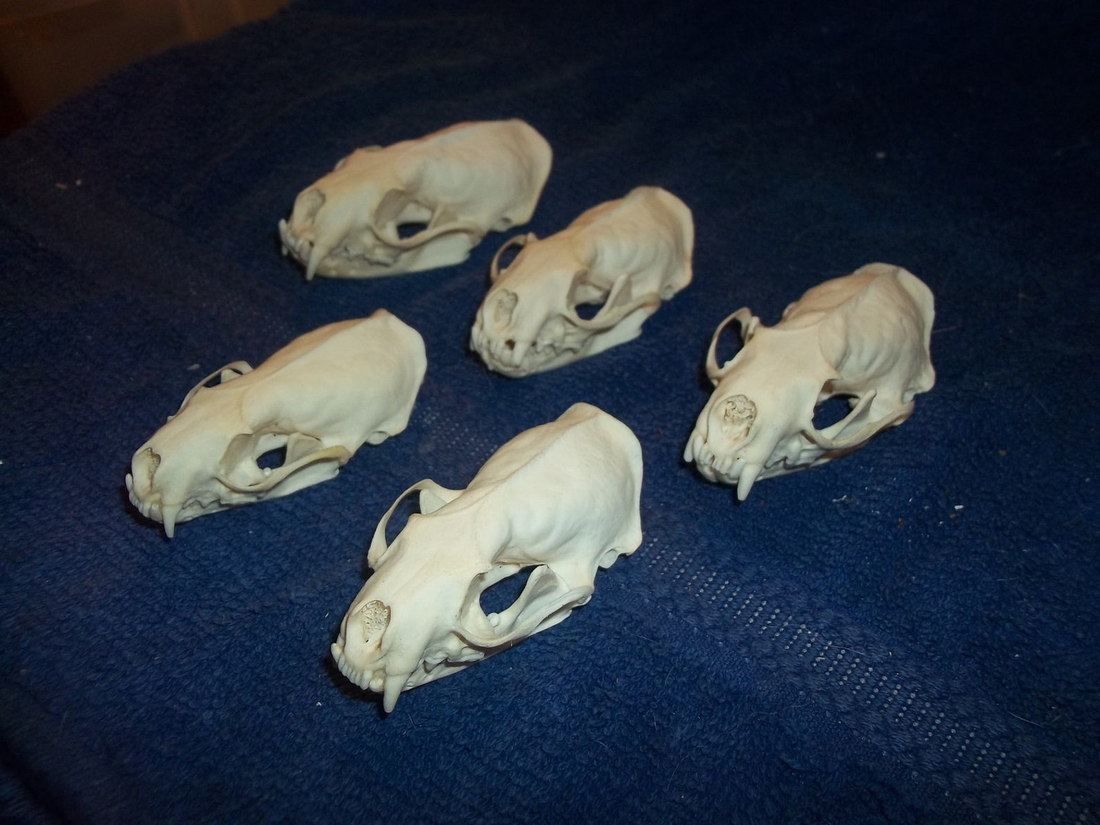 1 Real Mink Animal Bone Skull Skeleton Parts Teeth Collection - Etsy