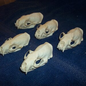 1 Real Mink Animal Bone Skull Skeleton Parts Teeth Collection Craft Man ...