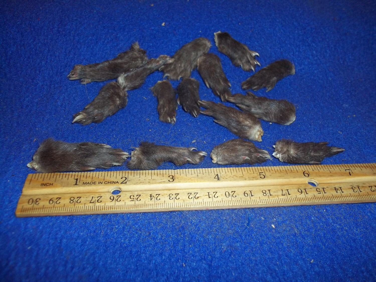 4 Mink Feet Real Animal Bone Taxidermy Weird Craft Parts Claws - Etsy ...
