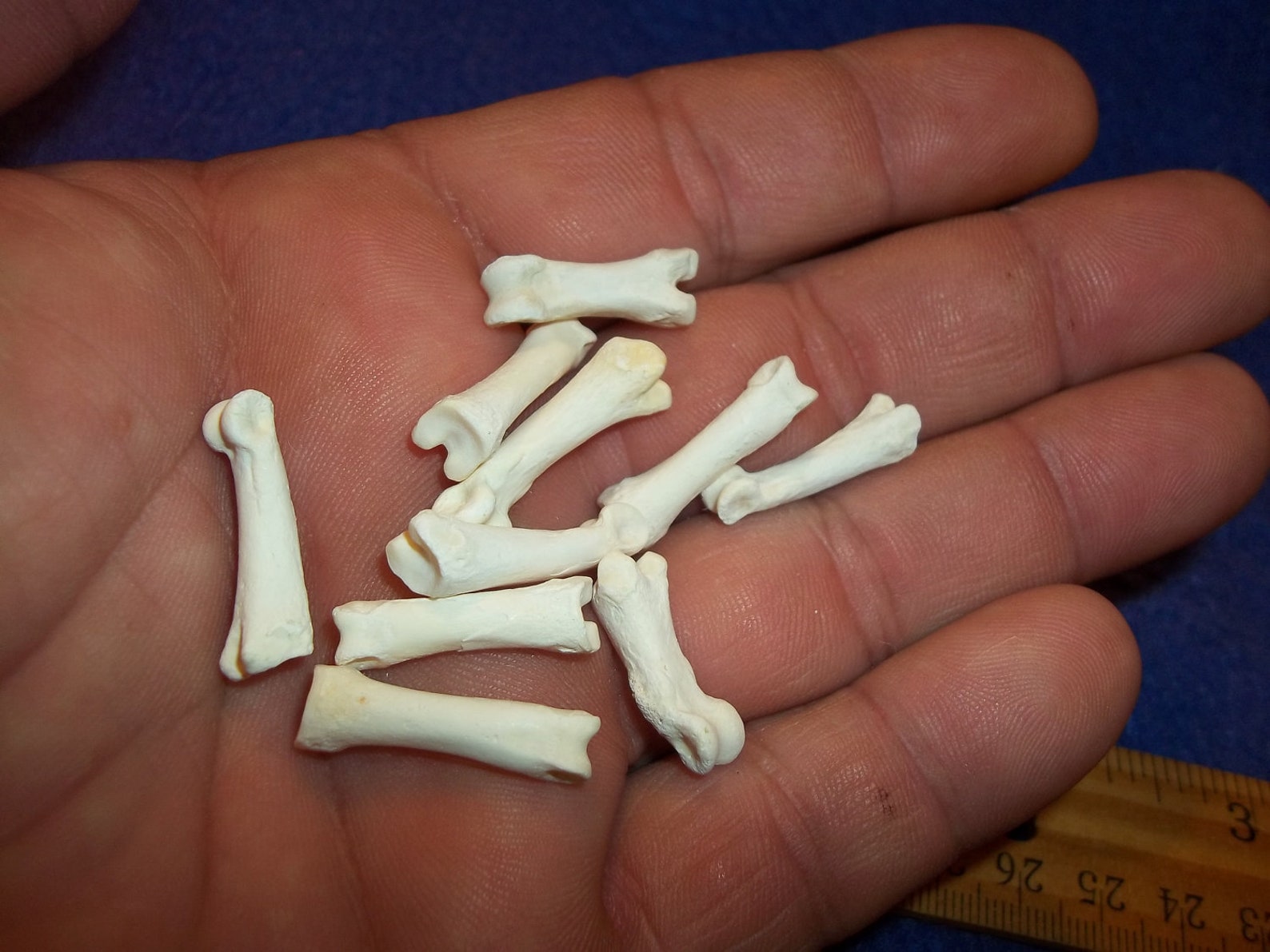 50 real animal bone coyote toe knuckle foot bones parts | Etsy