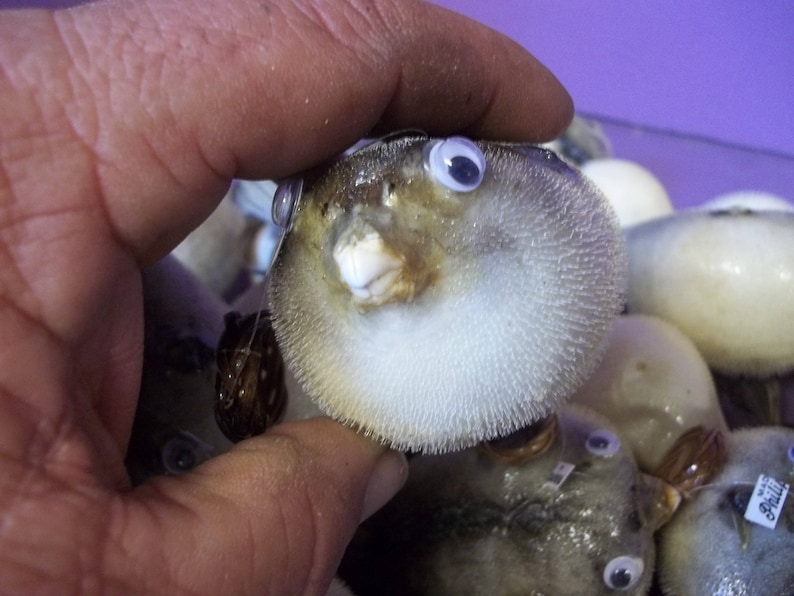 2 Parrot Puffer Blow Fish Real Animal Taxidermy Part Marine | Etsy