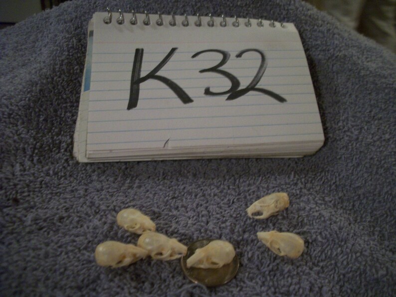 1 Real Animal Bone Rodent Mouse Skull Head Bone Taxidermy Art | Etsy