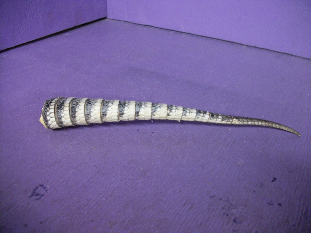 Armadillo Real Animal Taxidermy Tail Part Weird Skin Shell Craft Supply ...
