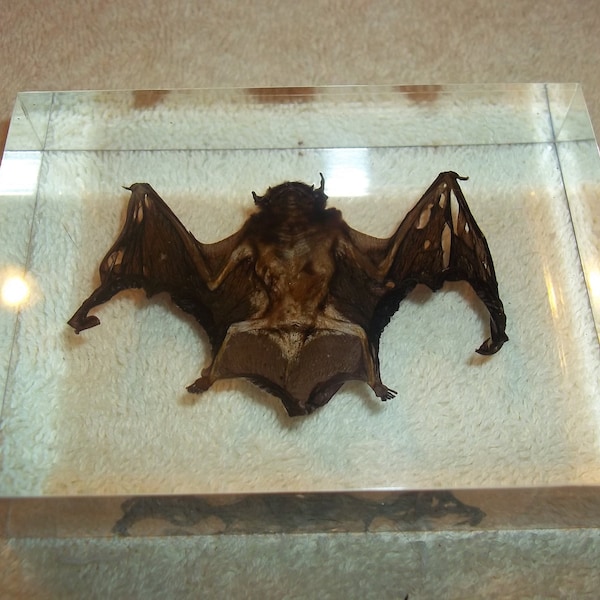 Taxidermy Bat - Etsy