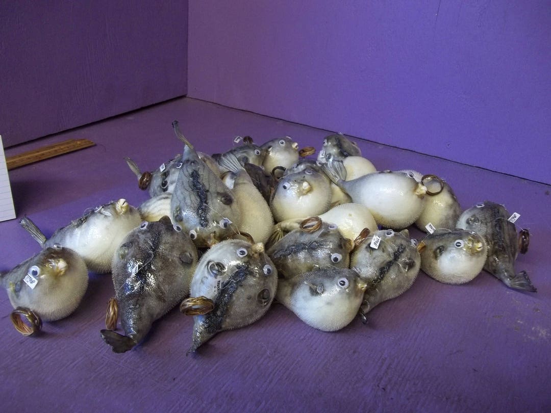 2 Parrot Puffer Blow Fish Real Animal Taxidermy Part Marine Aquatic ...