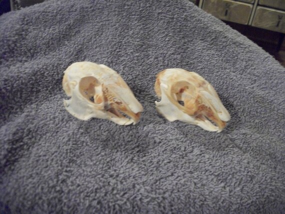 1 cottontail rabbit skull real animal bone skeleton part teeth | Etsy