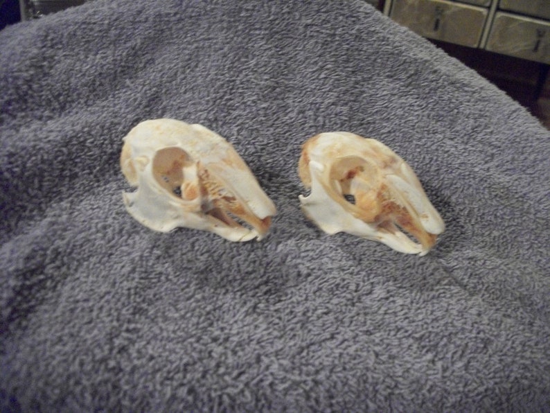1 Cottontail Rabbit Skull Real Animal Bone Skeleton Part Teeth | Etsy