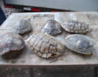 Turtle Shell Real | Etsy