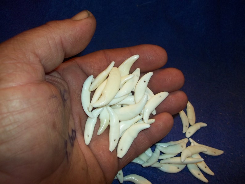 25 Drilled Real Animal Bone Coyote K-9 Fang Teeth Taxedermy - Etsy