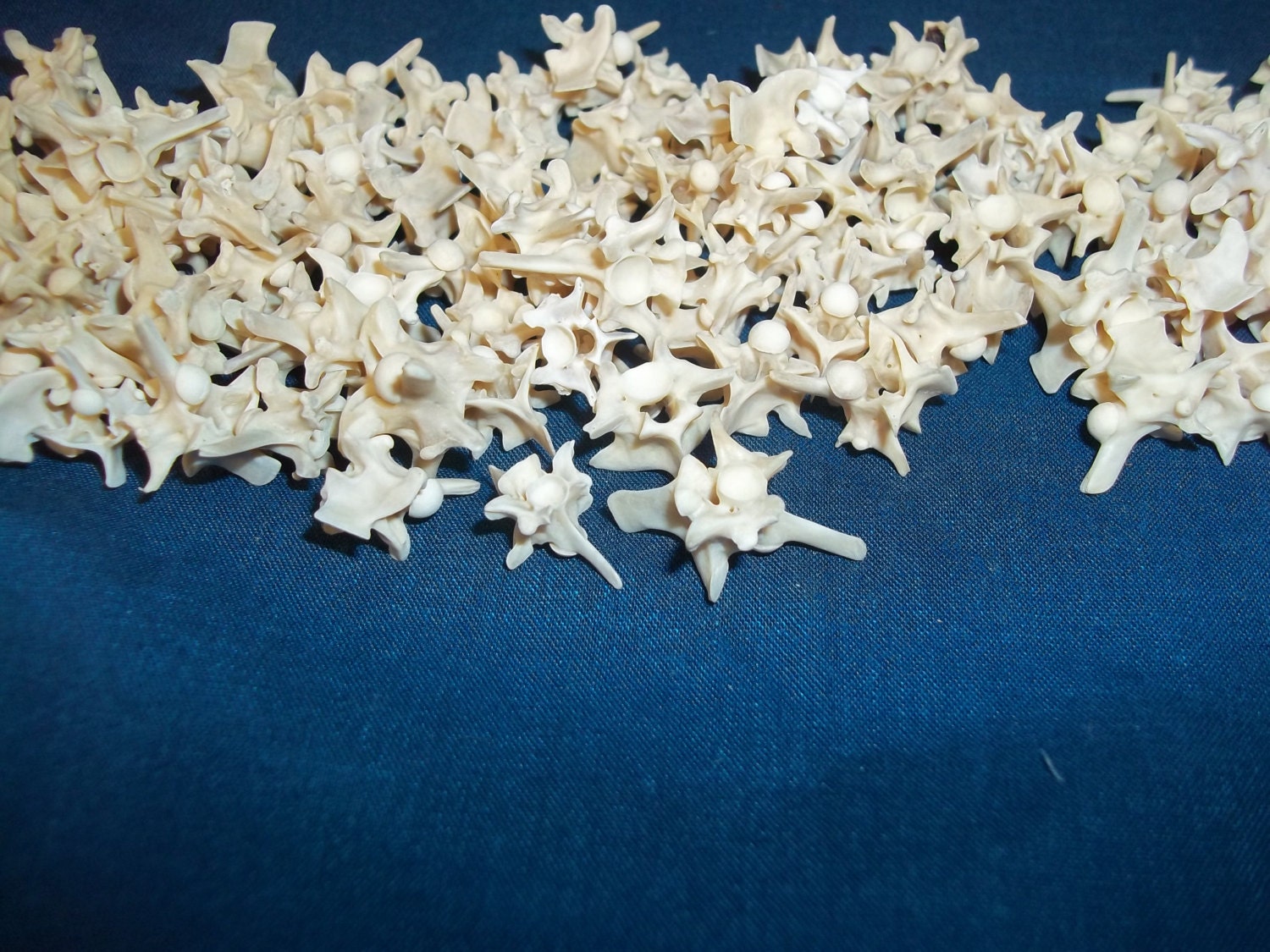 10 Med Real Animal Back Bone Rattle Snake Vertebra Skeleton Part Craft ...