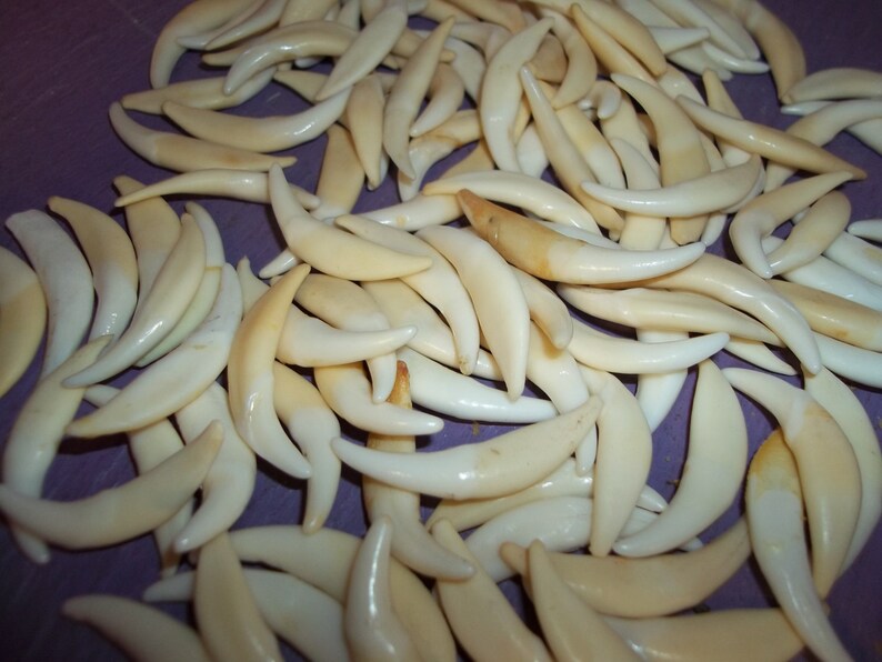 10 real animal bone fox fang teeth taxidermy skull head | Etsy