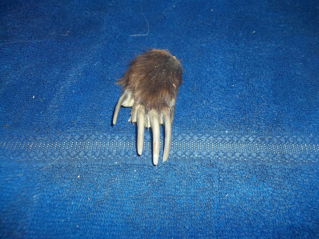 Badger Foot Paw With Claws Nail Taxidermy Real Animal Bone Parts - Etsy