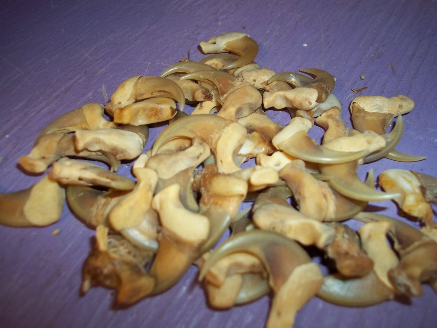 10 Bobcat Dew Claws Real Animal Bone Parts Taxidermy Weird Leg Foot Paw ...