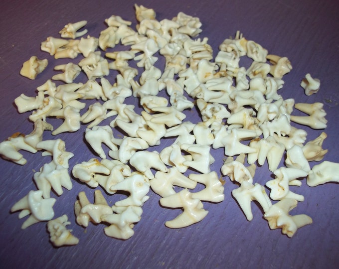 20 Real Animal Bone Raccoon Molar Teeth Taxidermy Head Skull Skeleton ...